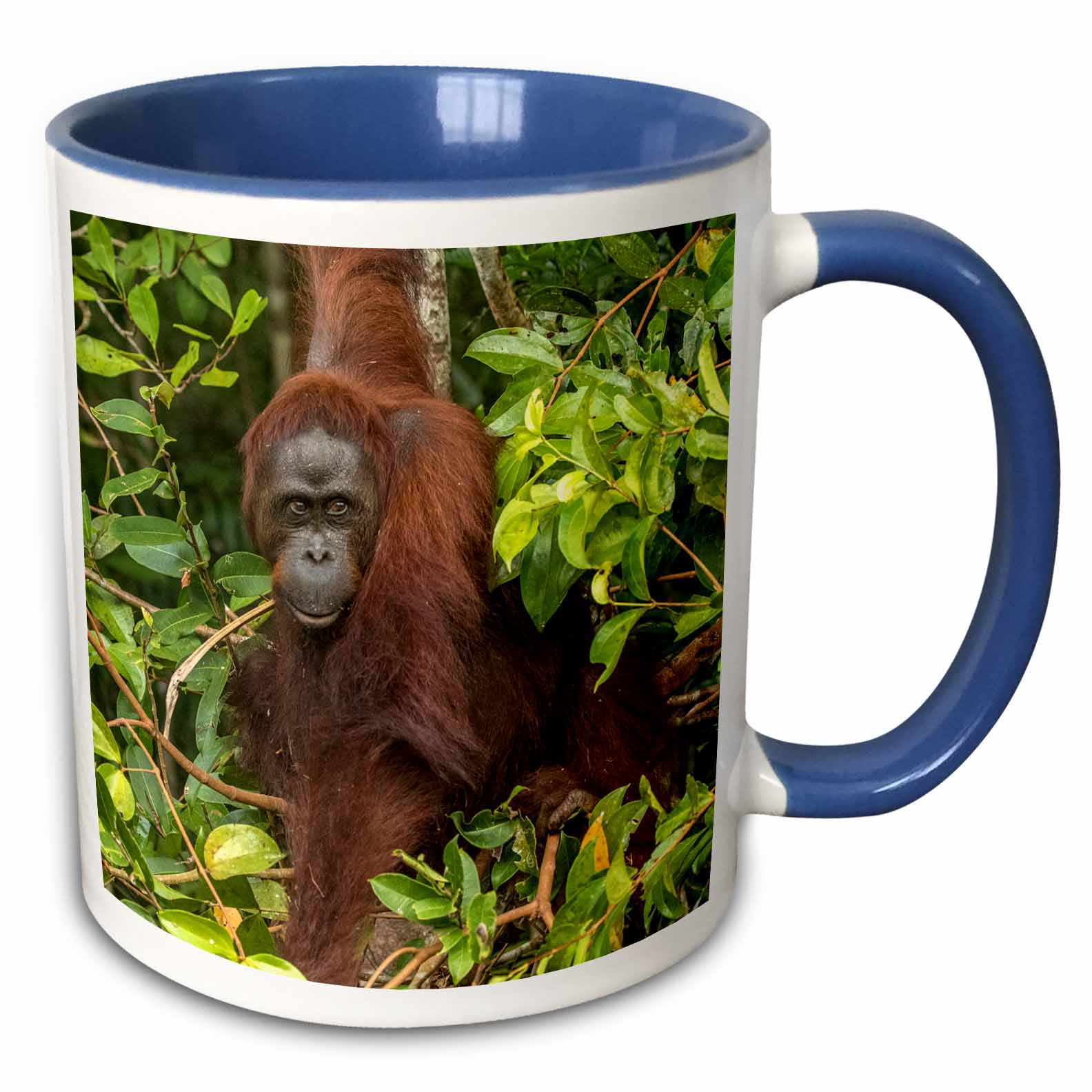 3drose, Indonesia, Borneo, Kalimantan. Female Orangutan., 15oz Two-tone ...