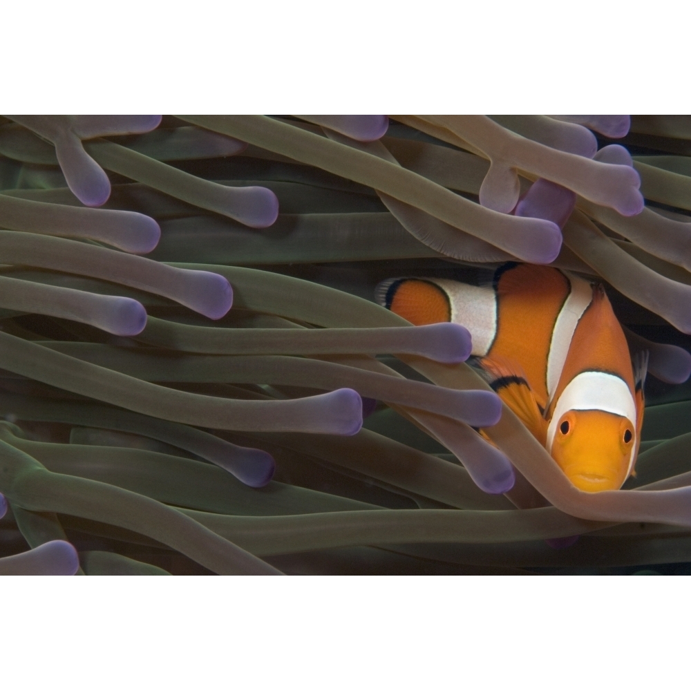 Indonesia Clown Anemonefish In Anenome. Poster Print - Walmart.com
