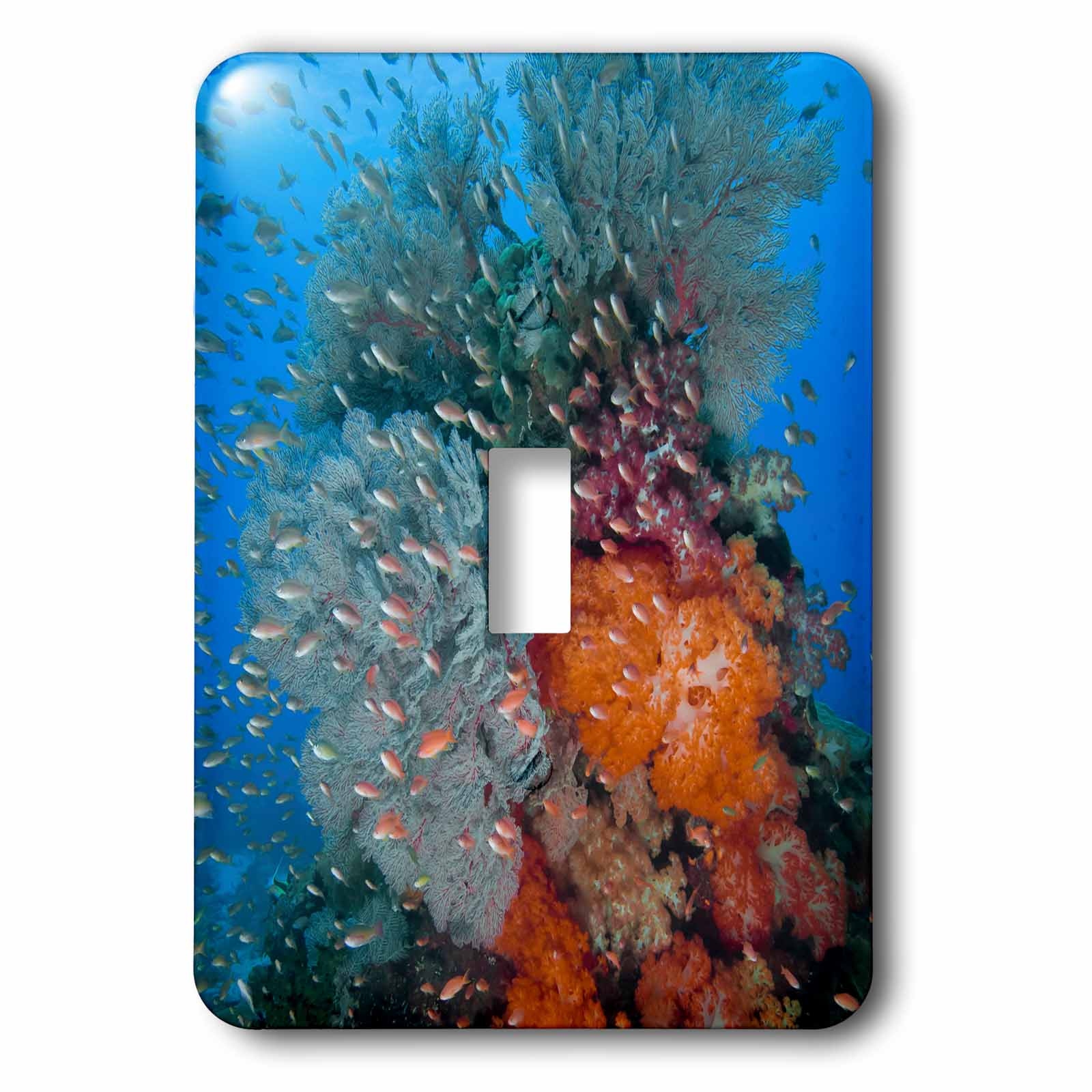 3dRose, Indonesia, Komodo NP, Fish Bowl. Underwater scenic of fish and ...