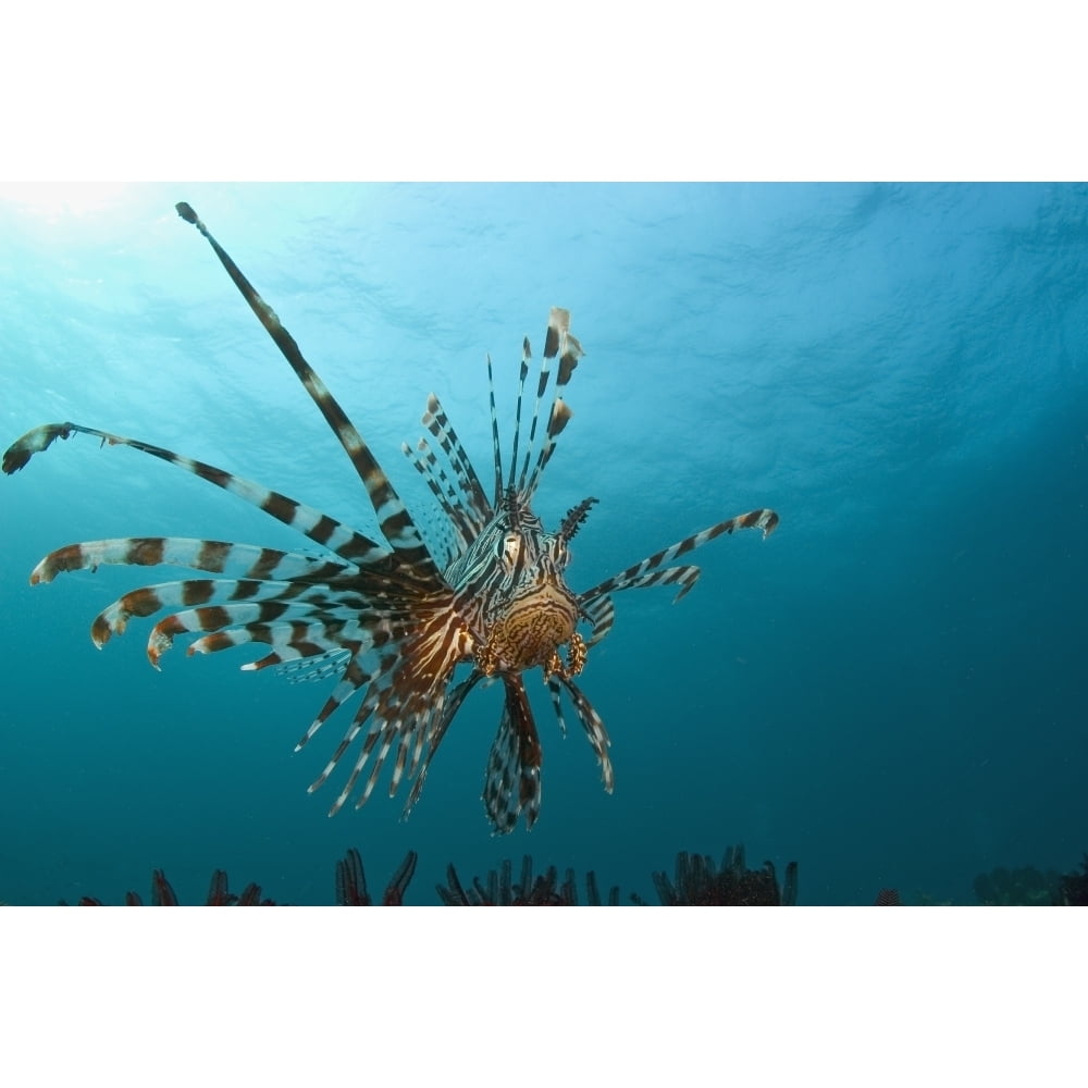Indonesia Lionfish Floating Peacefully Above The Reef. Poster Print ...