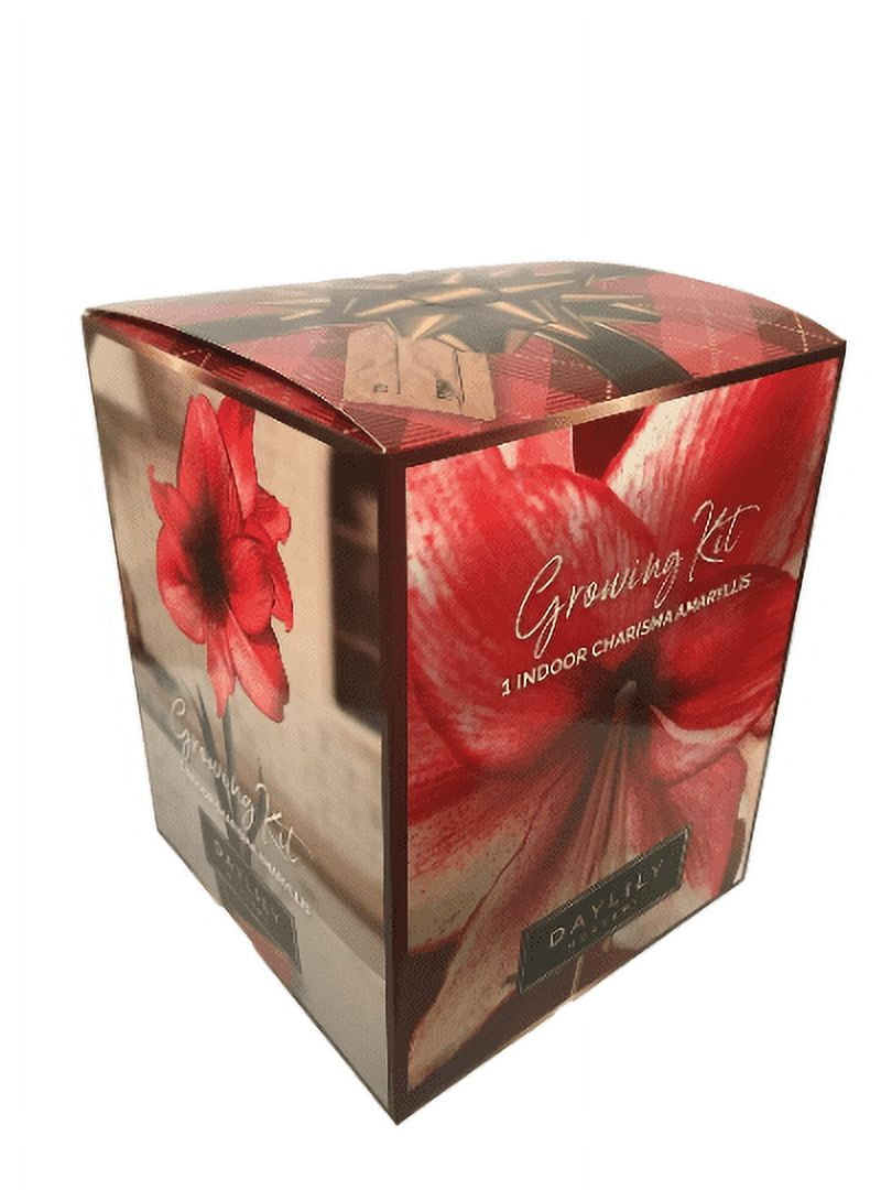 Indoor Amaryllis Kit - Charisma - Deep Red - Walmart.com