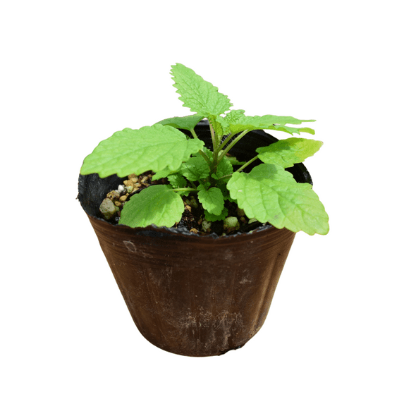 Indoor Lemon Balm Live Plant in Pot, 7 - 9 Inches Starter Plant ...