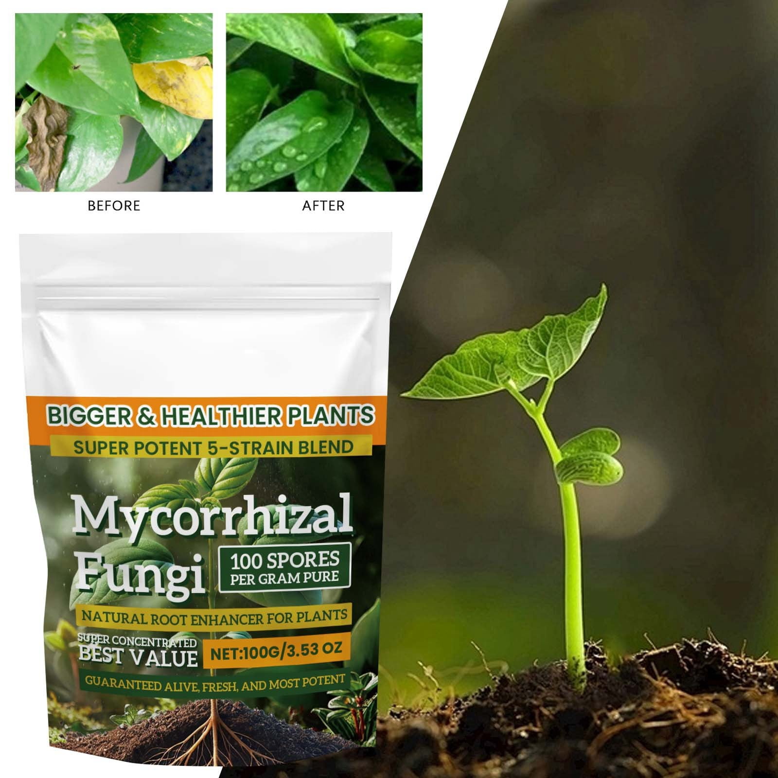 Indoor and Outdoor Rooting For Tree Transplantation And Propagation ...