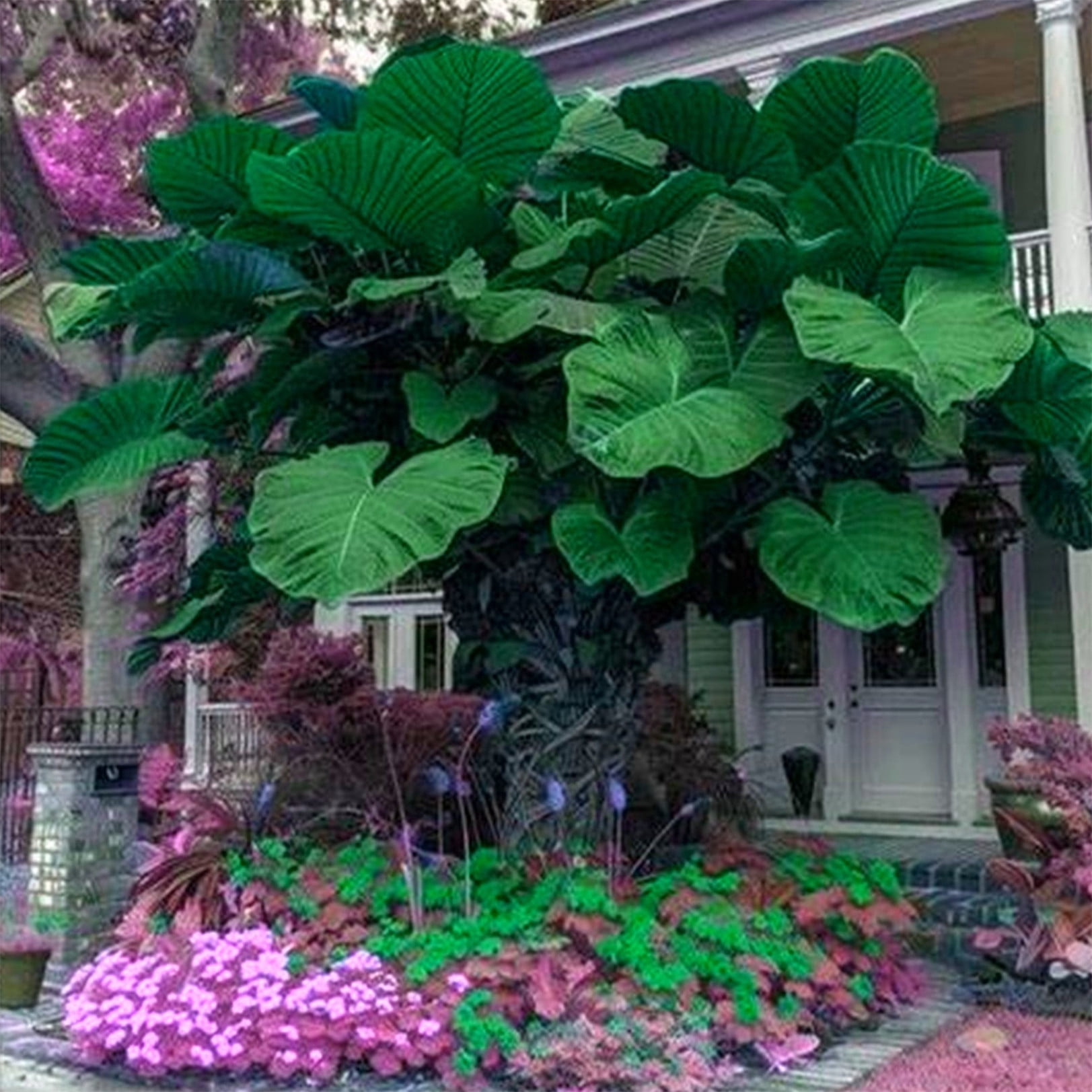 Indoor or Outdoor Elephant Ears on sale Garden Beautify (Elephant Ears ...