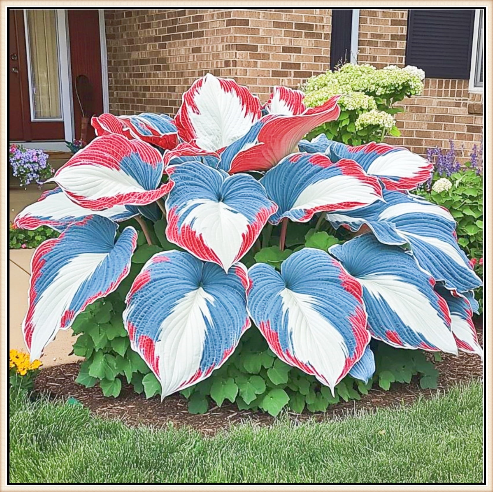 Indoors or Outdoor Beautiful Environment Planting(Hosta)for Gardening ...