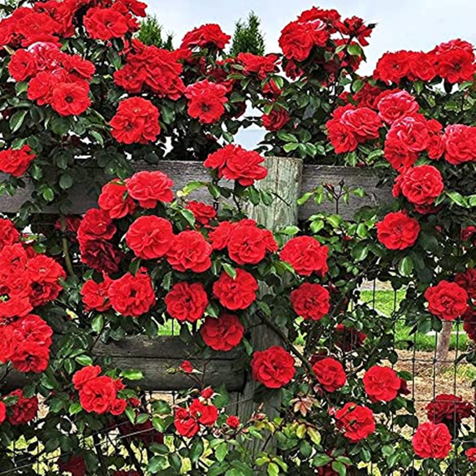 Indoors or Outdoor Gardens Decoration,Rose, Perennial, Professional ...