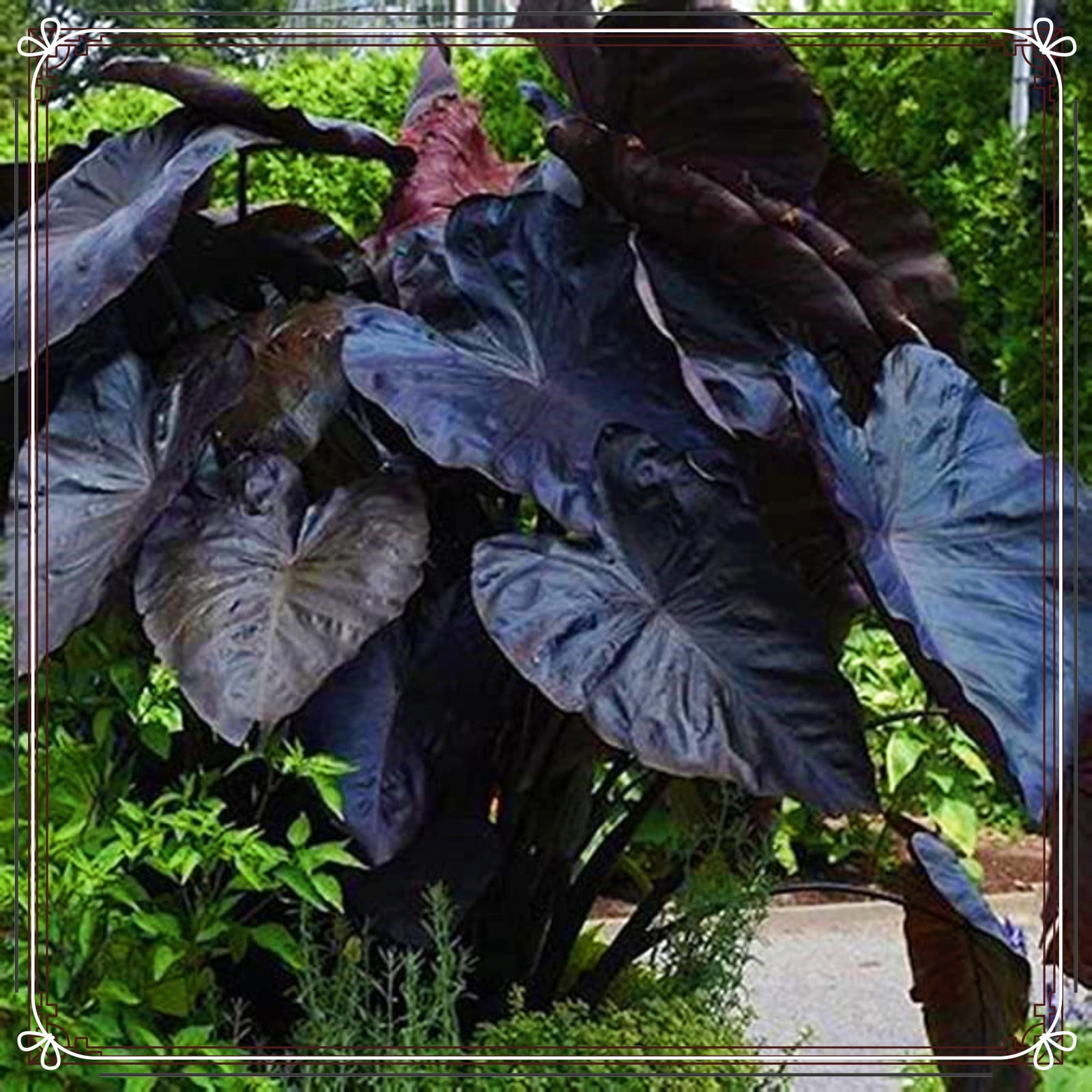 Indoors or Outdoor Planting(elephant ear）Beautiful Environment Planting ...