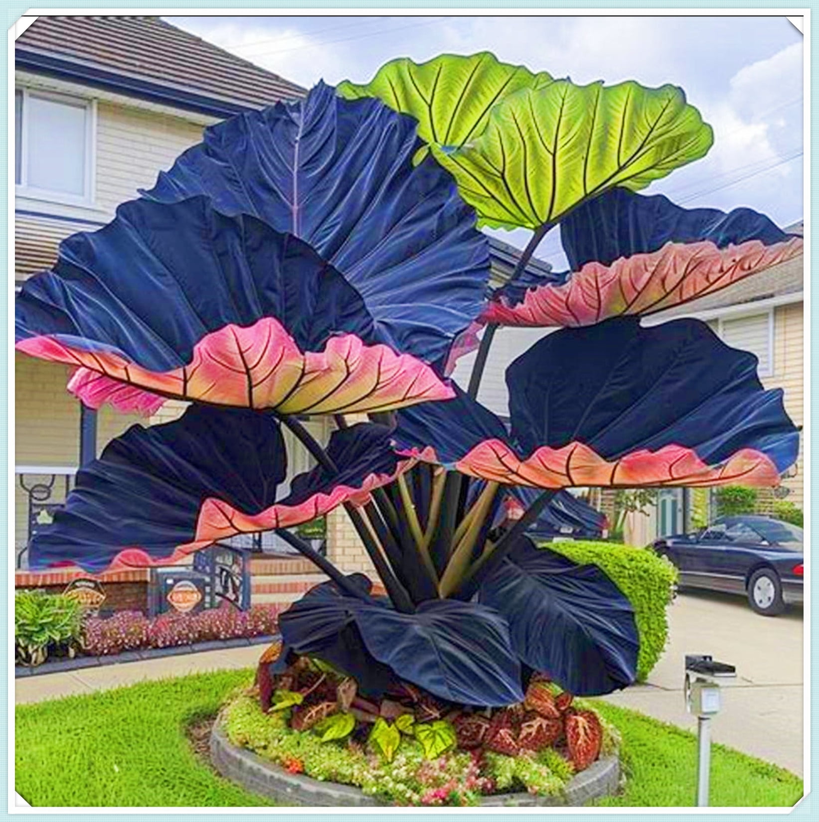 Indoors or Outdoor Planting(elephant ear）Can Grow Well in Pots ...