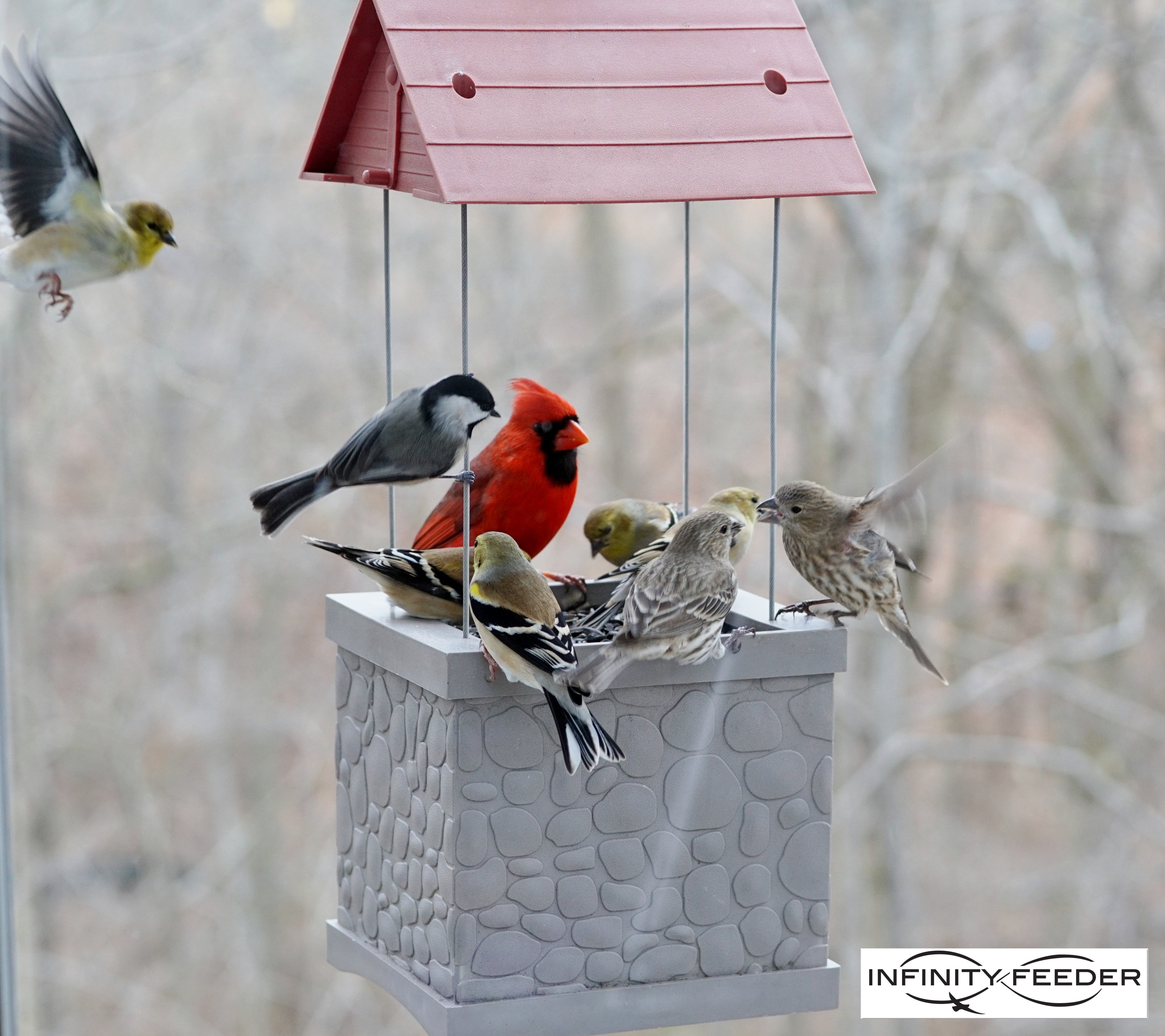 Infinity Bird Feeder - Wild Bird Feeder with 360 Degree View of Feeding ...