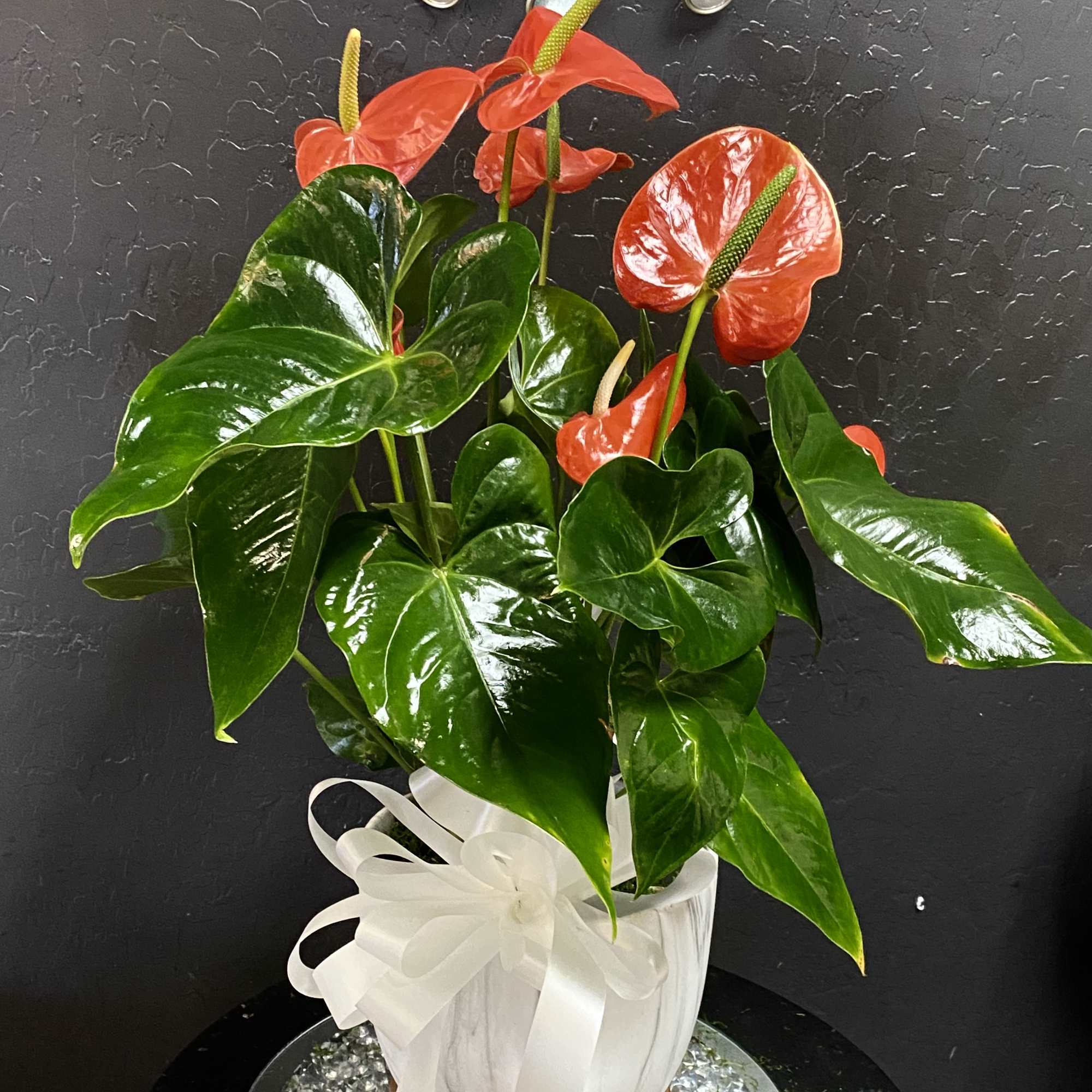 Infinity Floral Designs Anthurium Plant - Standard - Walmart.com