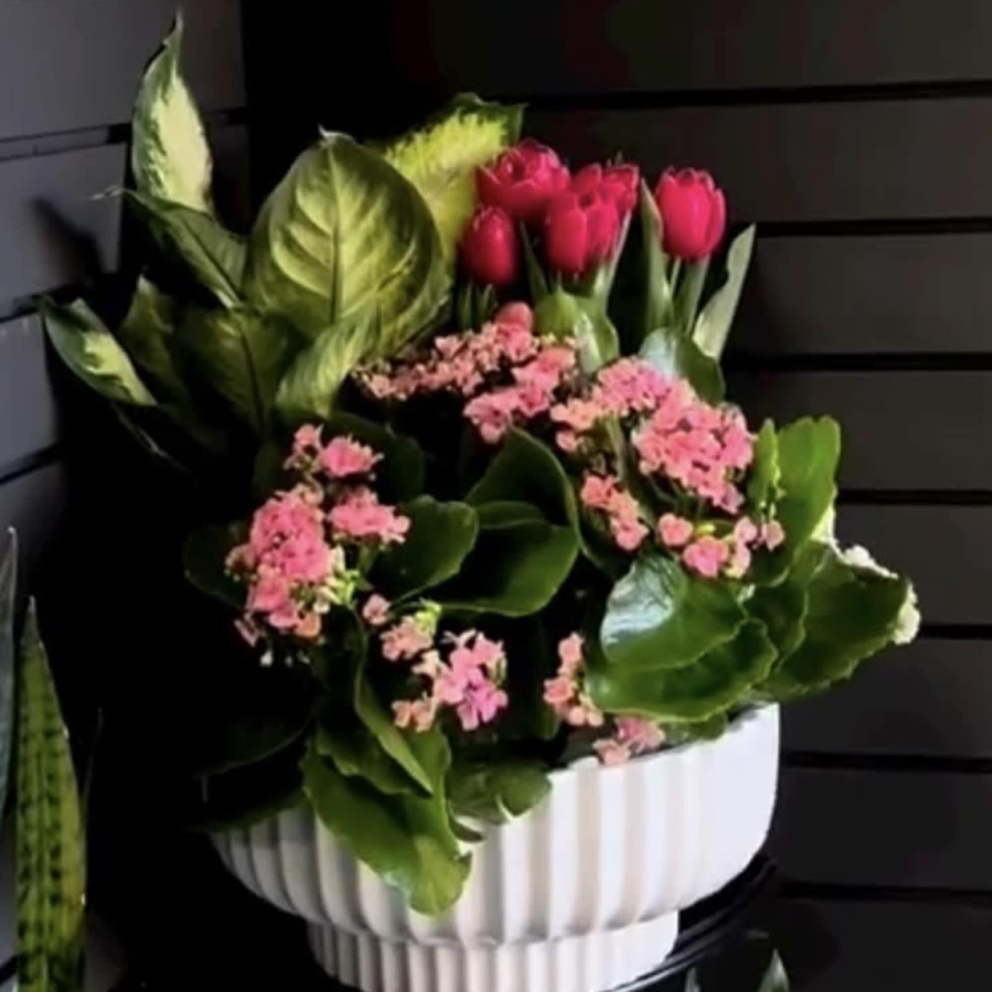 Infinity Floral Designs Large Ceramic Assorted Plant Dishgarden ...