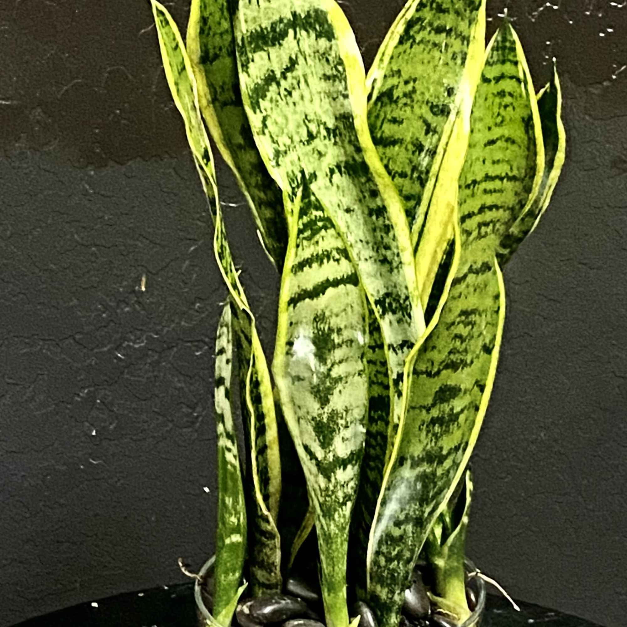 Infinity Floral Designs Sansevieria-snake Plant - Walmart.com