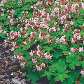 Shop Perennial Geranium Plants for Outdoor Gardens and Patios