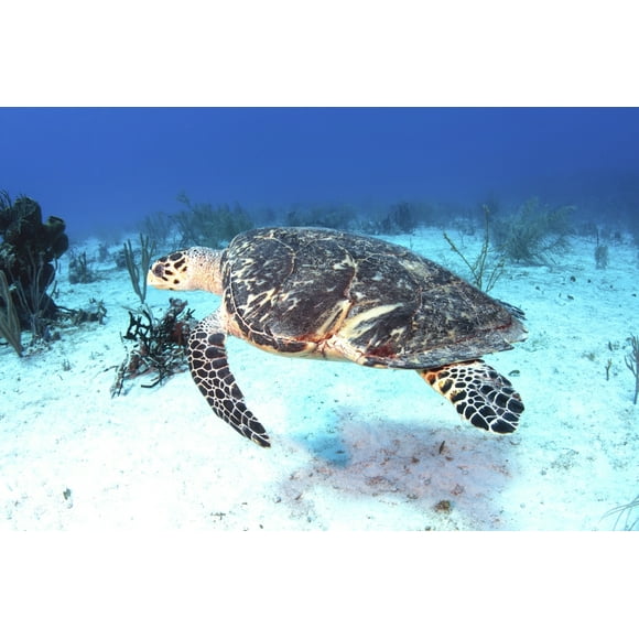 Hawksbill Turtle Shell