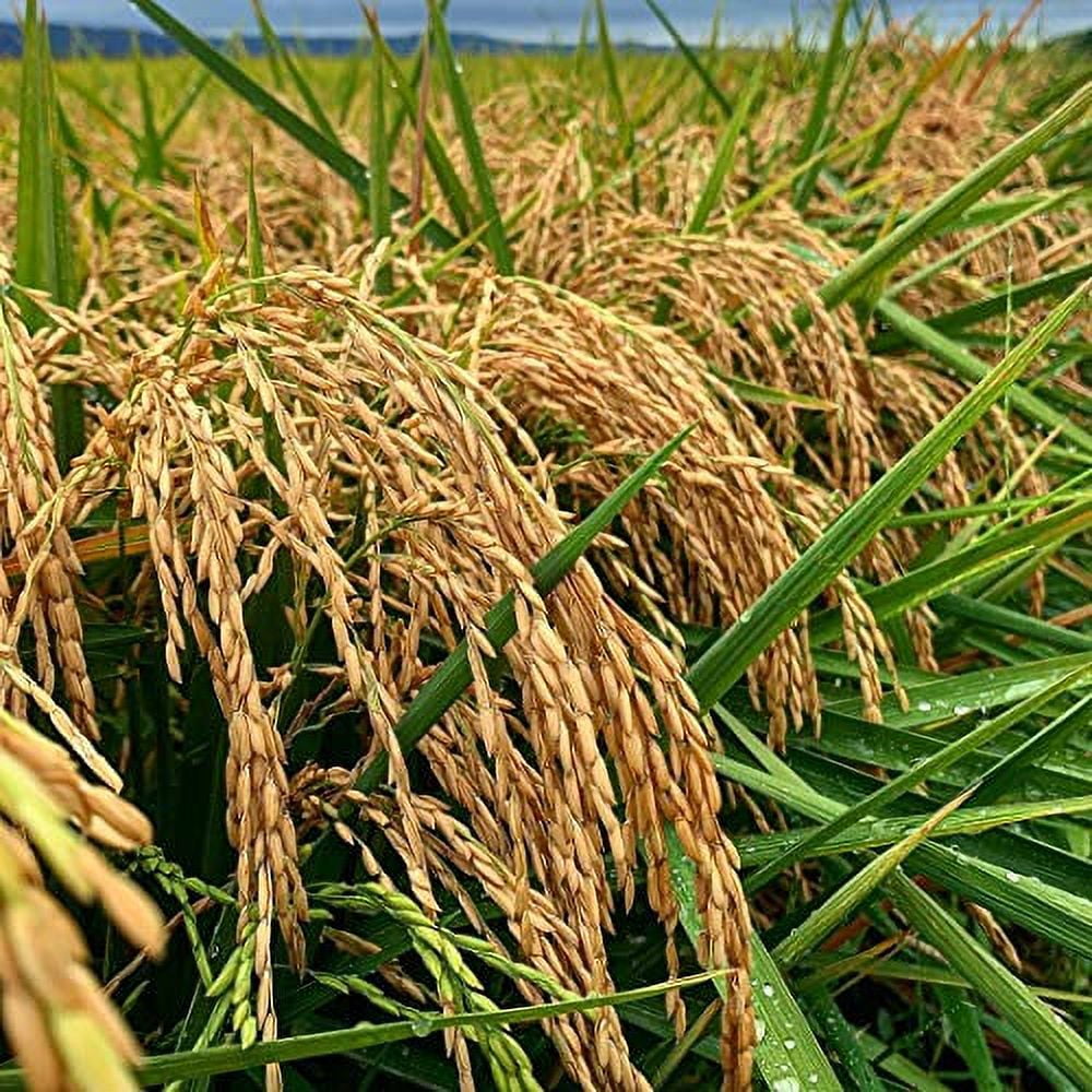 Inland Cape Rice, Long-grain Brown Rice - Non-GMO, USA Grown, 25 lb Bag ...