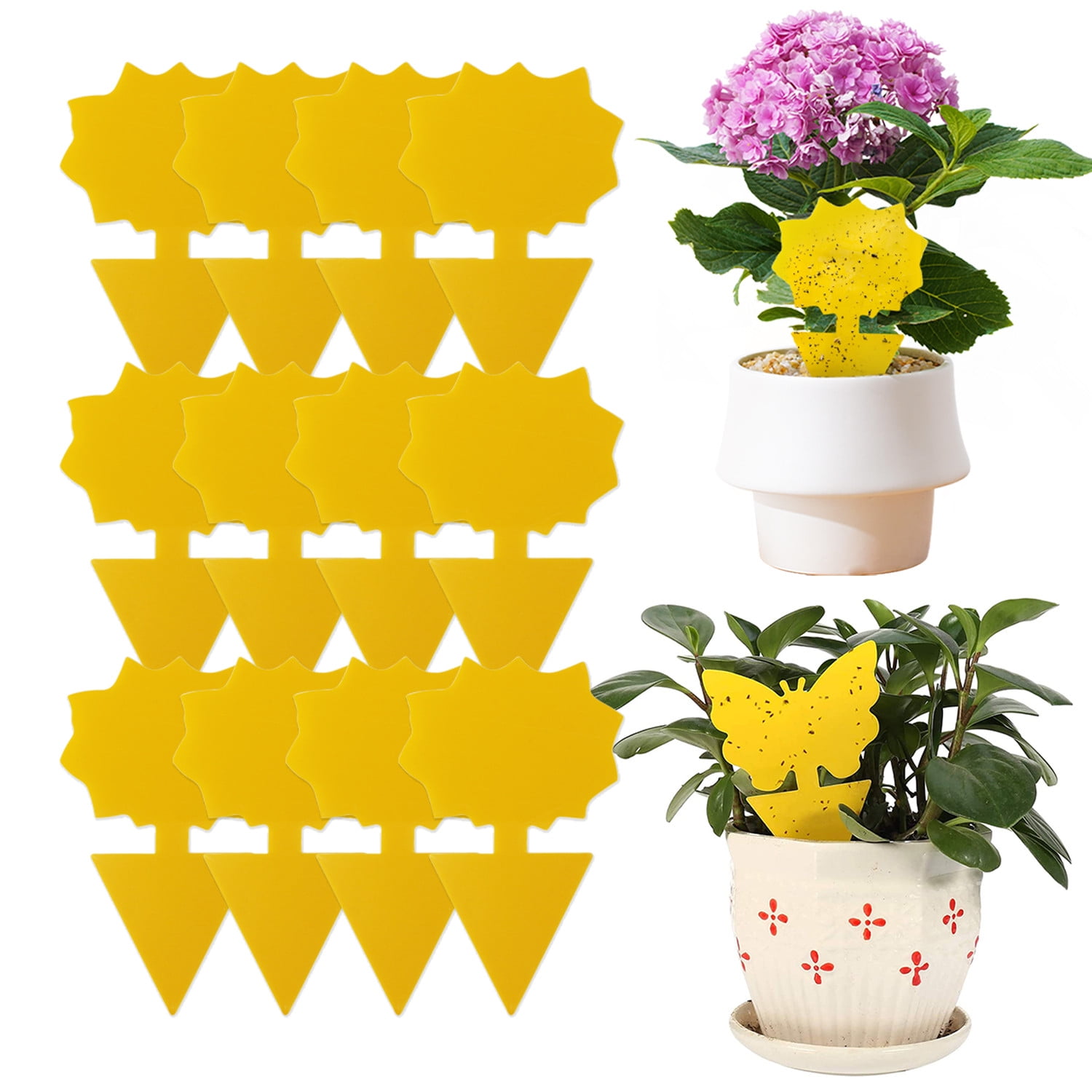 Innens 12Pcs Sticky Fruit Fly Traps Fungus Gnat Killer Trap Use for ...