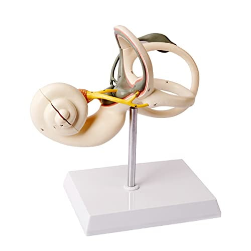 Inner Ear Model 2 Part 8X Cochlear Semicircular Canal and Vestibular ...