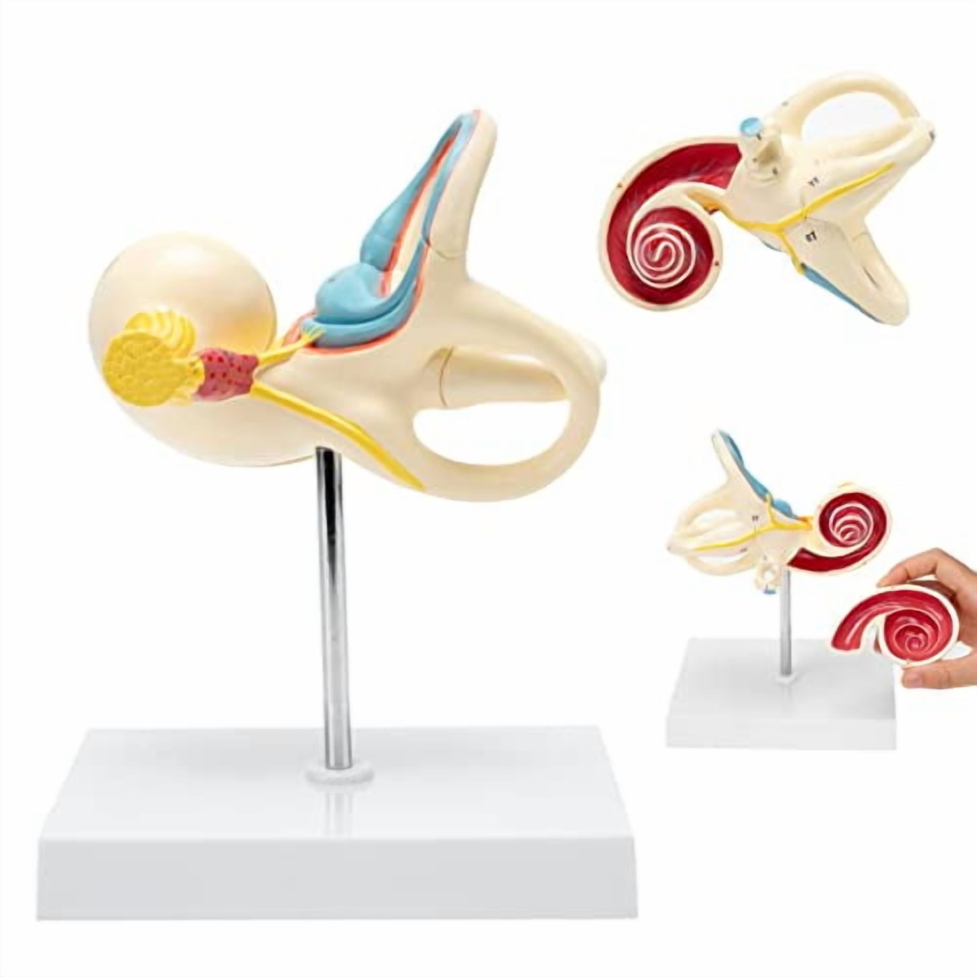 Inner Ear Model, Consisting of Inner Ear Labyrinth (Including Bony ...