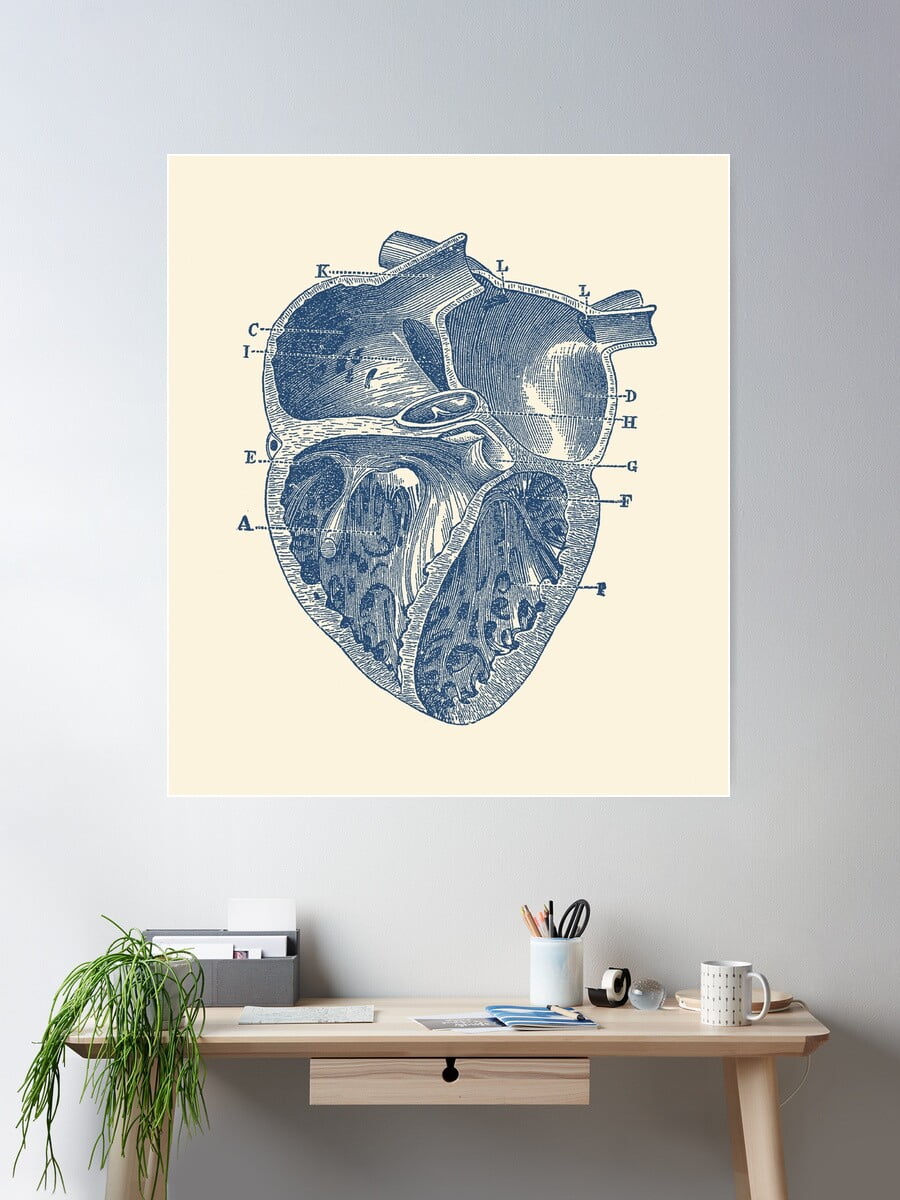 Inner Heart Diagram - Vintage Anatomy Poster Wall Art, Modern Wall ...