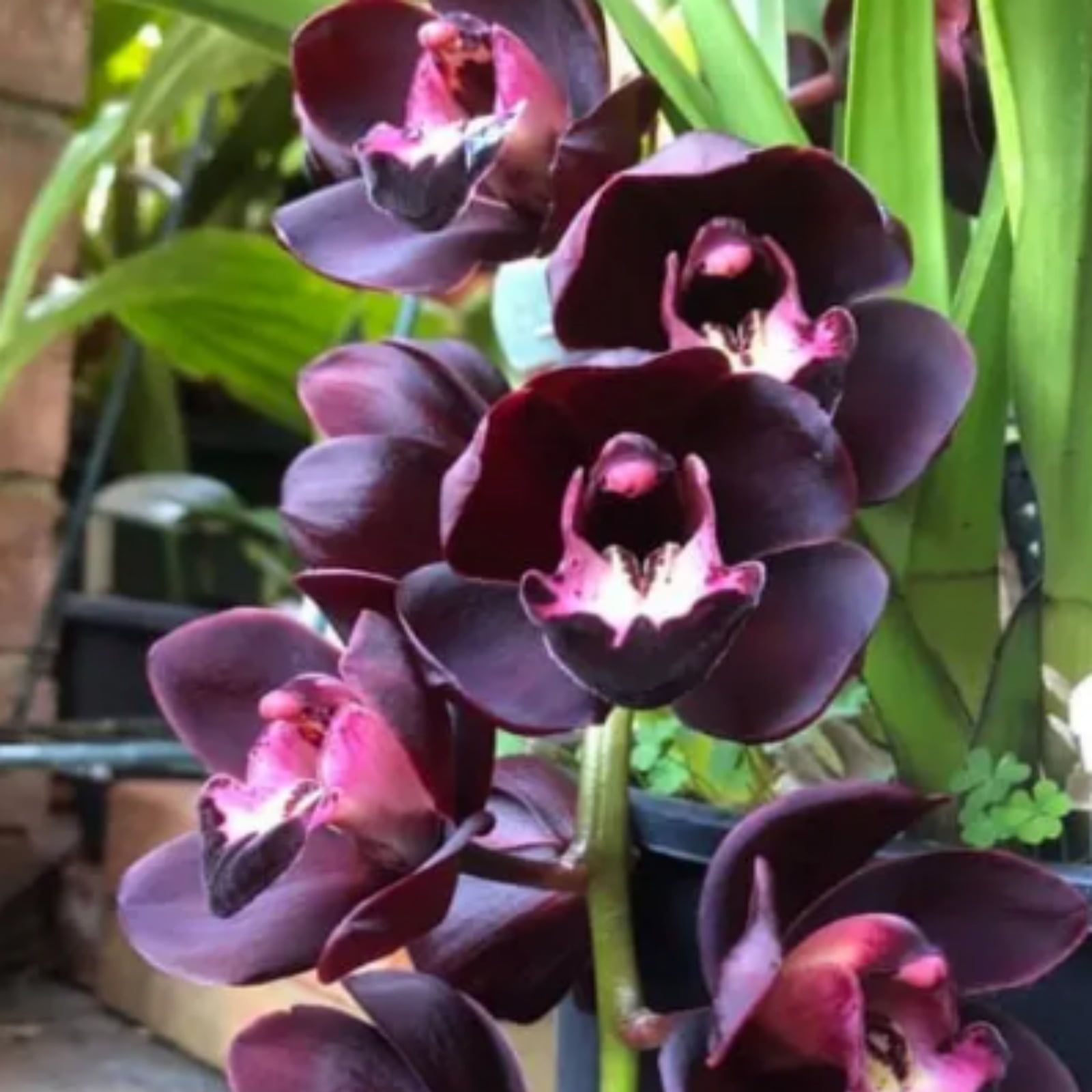 Ins style garden must-have,( black orchid)Low maintenance + drought-resistant flowers,Suitable ...