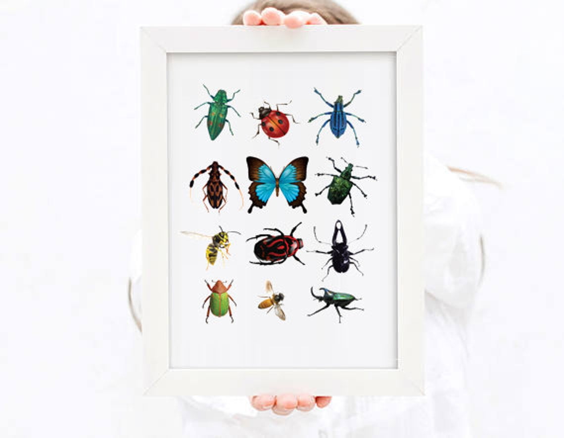 Insect Collection, Bug Collection, Photography Print, Nature Wall Art ...