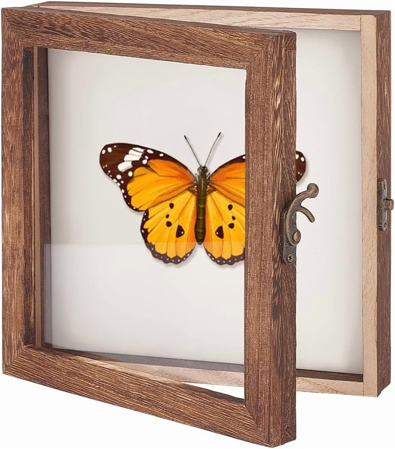 Insect Display Case Shadow Box for DIY Insect Display with Clear Top ...