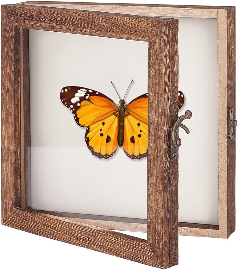 Insect Display Case Shadow Box for Insect Display with Clear Top Insect ...