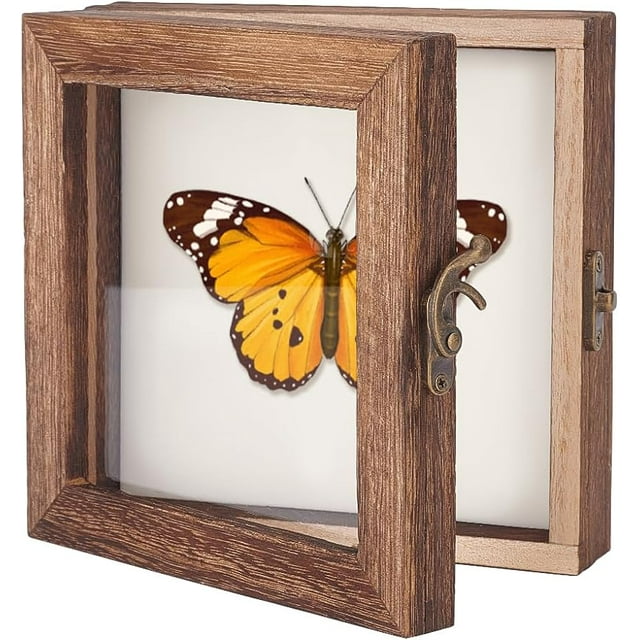 Insect Display Case Shadow Box for Insect Display with Clear Top Insect ...