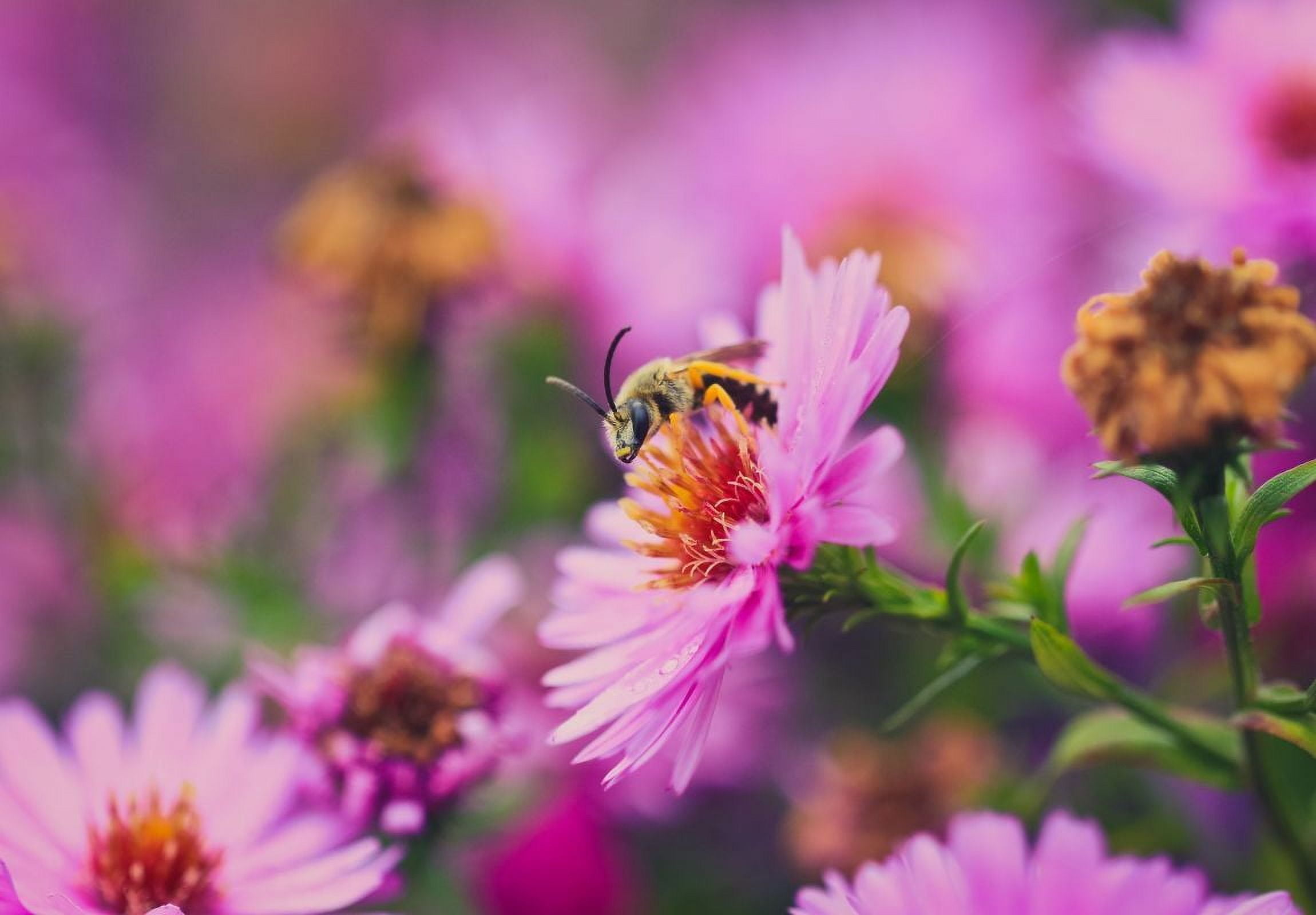 Insect Dragonfly Dutterfly Plant Beetle Nature Background Custom ...