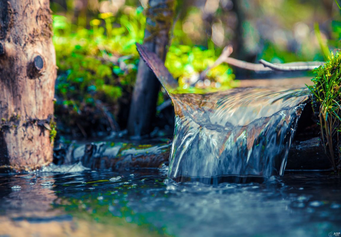 Insect Dragonfly Dutterfly Plant Beetle Nature Background Custom ...