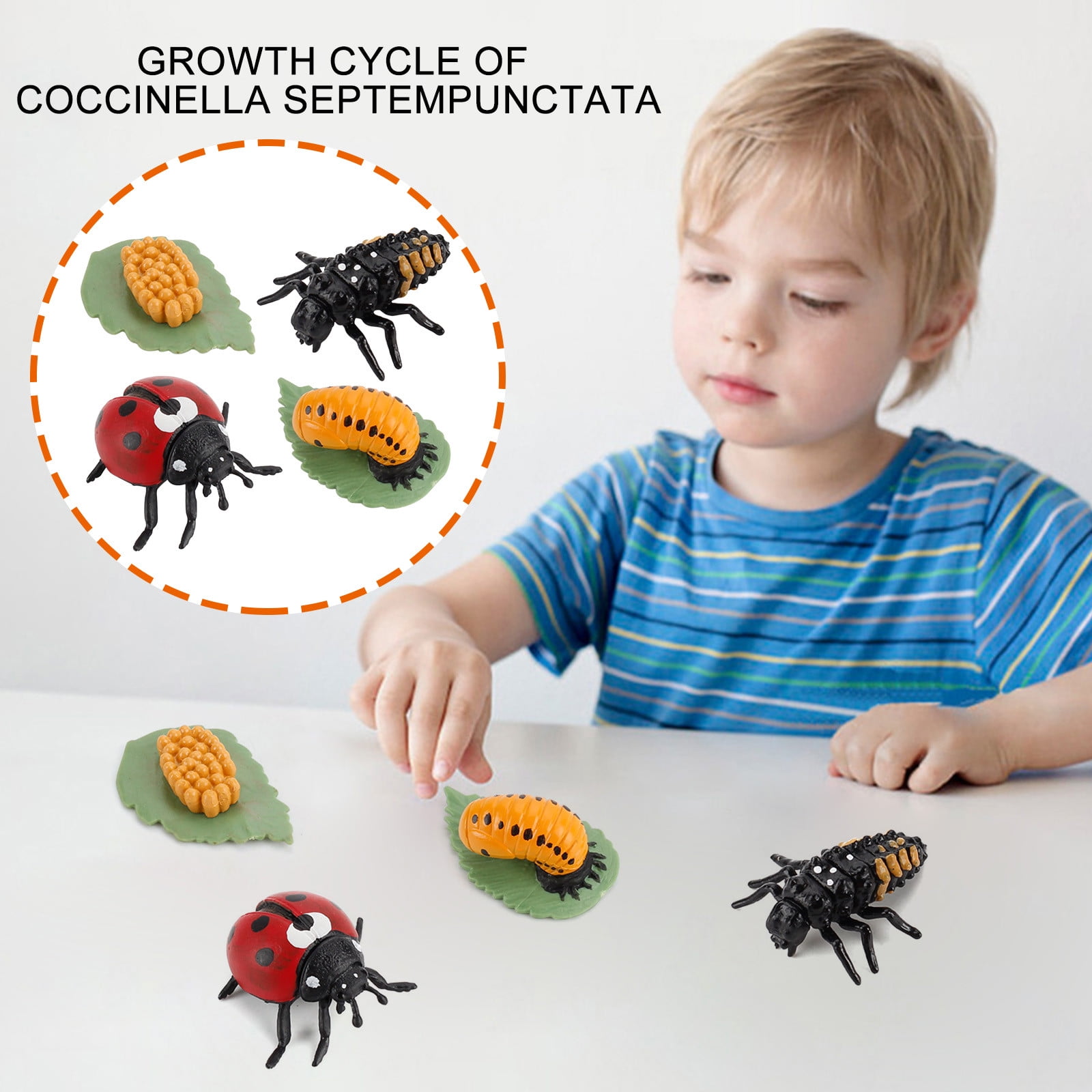 Insect Figurines Life Cycle of animal Plastic Safariology Bug Figures ...