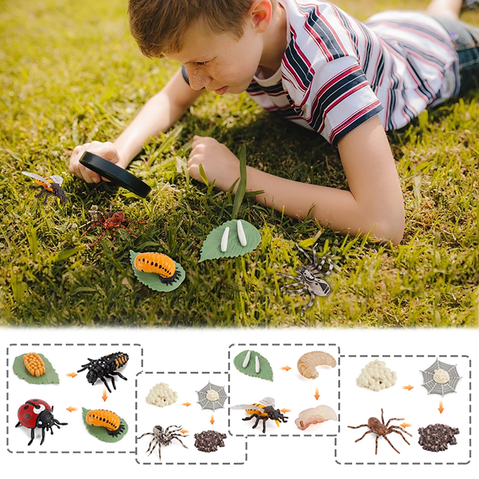 Insect Growth Cycle Ornaments Spider-star Tarantula Bee Life Stage ...