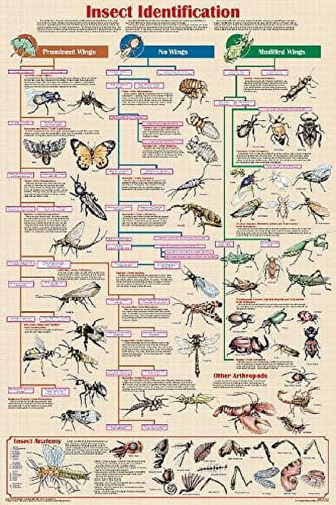 Insect Identification Educational Science Arthropod Chart Poster Metal ...