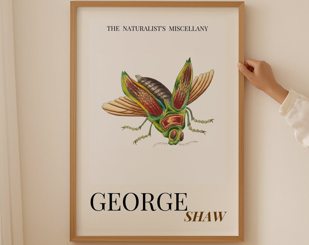 Insect Illustration 1800S, George Shaw Insect, Funny Wall Art, Above Bed Decor, Insect Specimen ...