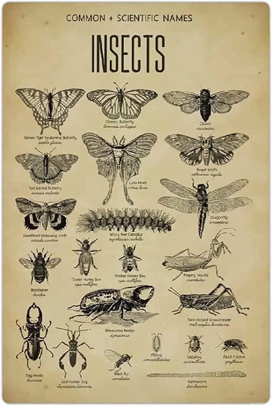Insect Knowledges Common Scientific Names Insects Aluminum Posters ...