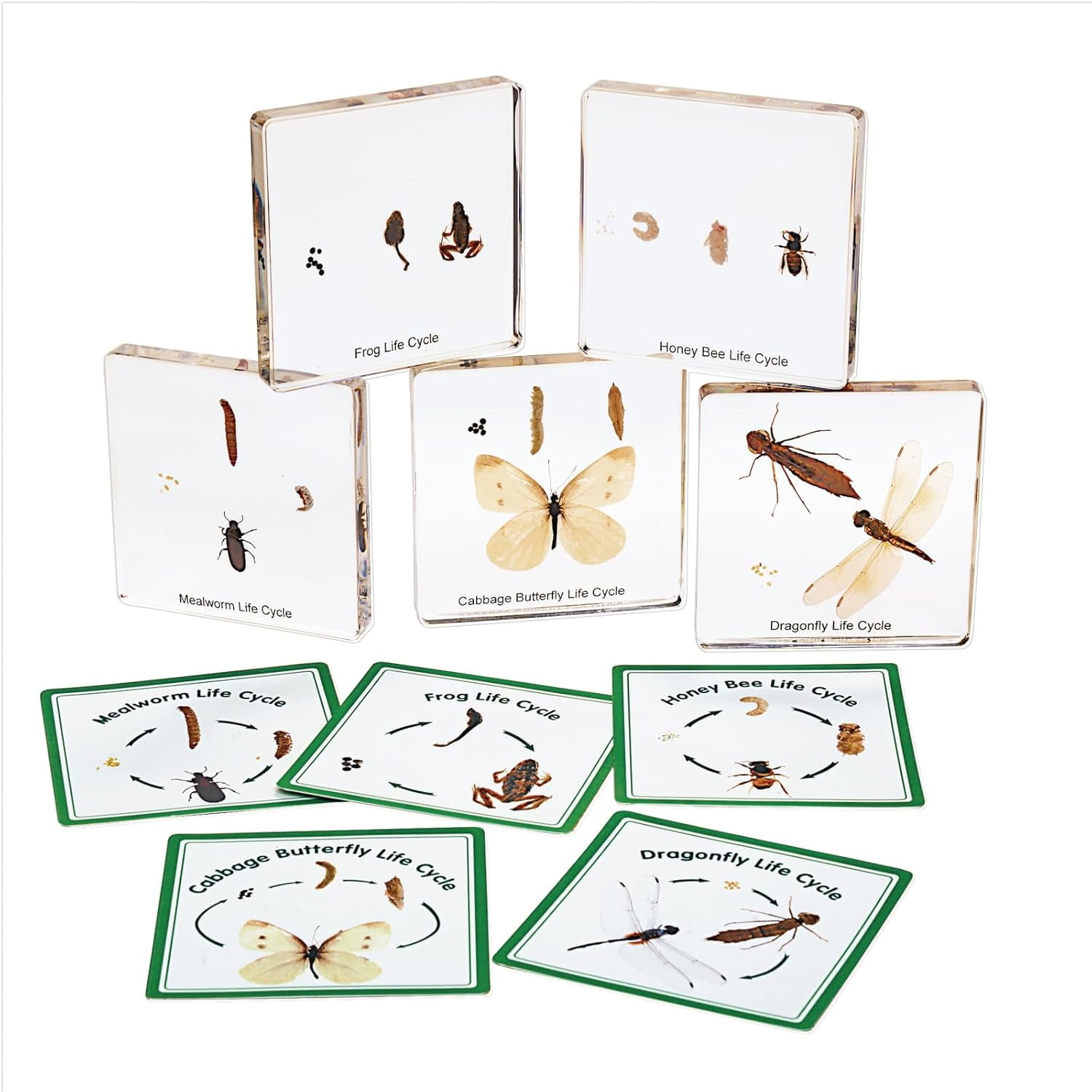 Insect Life Cycle Specimens, Excellerations Set of 5 Transparent Slides ...