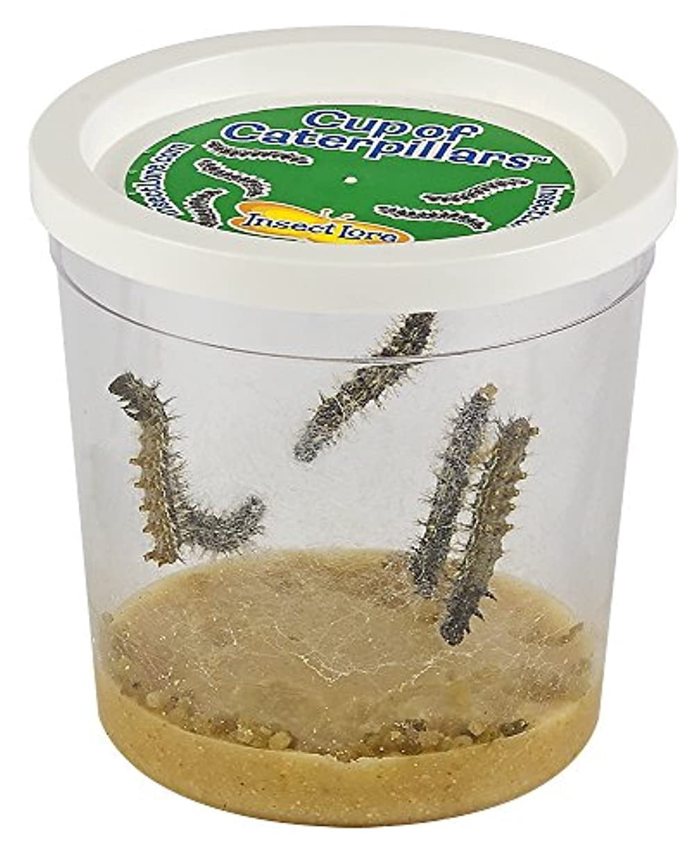 Insect Lore Cup of Caterpillars - 5 Live Painted Lady Caterpillars with ...