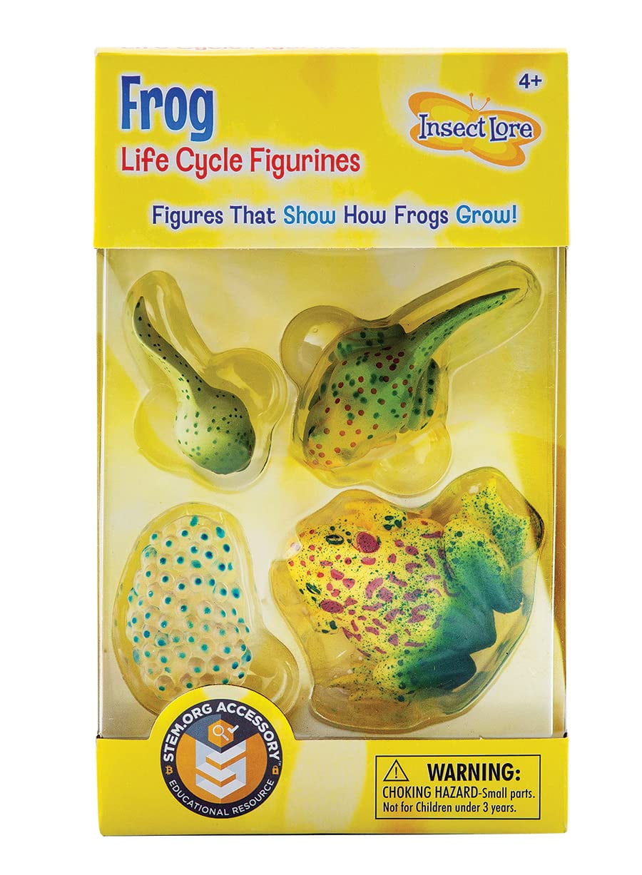 Insect Lore Frog Life Cycle Stages - Walmart.com