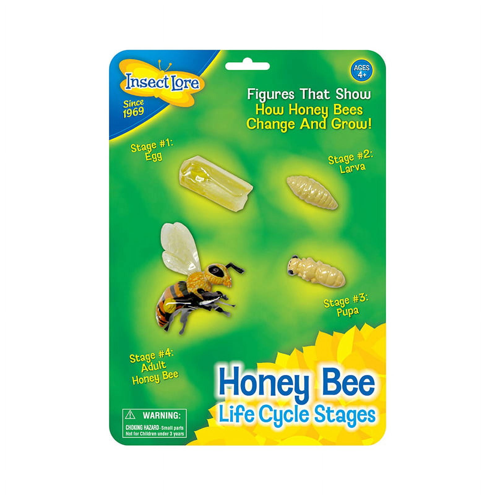 Insect Lore Honey Bee Life Cycle Stages Figurines, 4 Per Set, 2 Sets ...