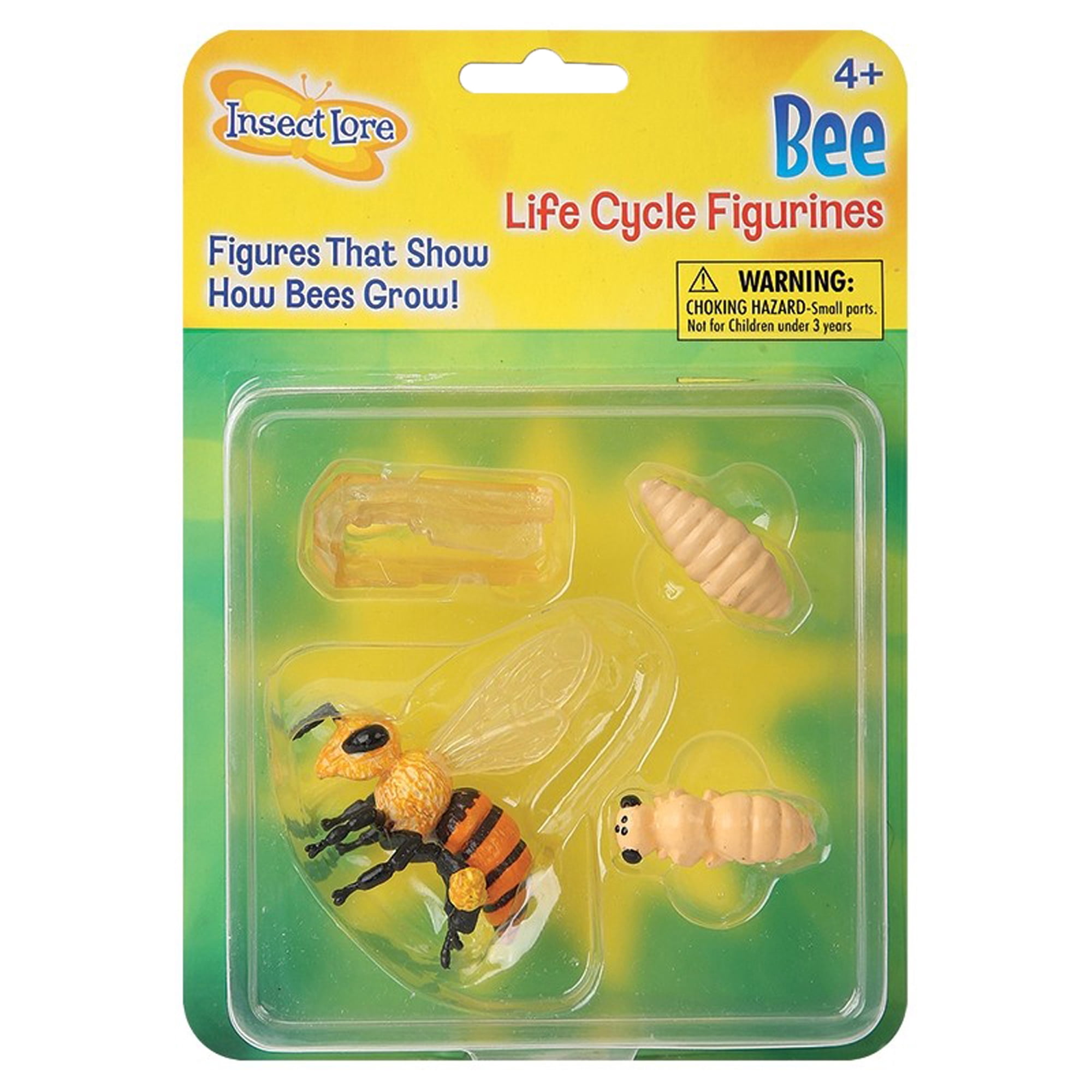 Insect Lore Honey Bee Life Cycle Stages Science Model - Walmart.com