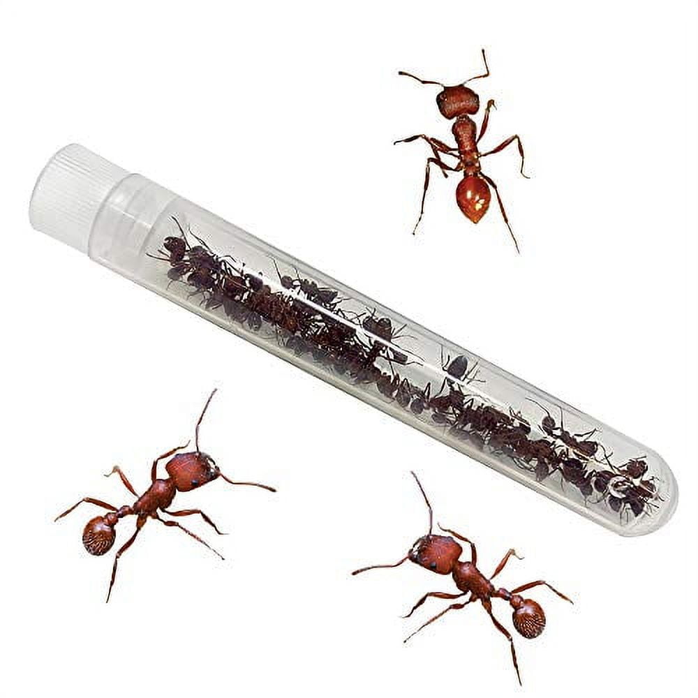 Insect Lore Tube of Ants - Ant Habitat Refill - Walmart.com