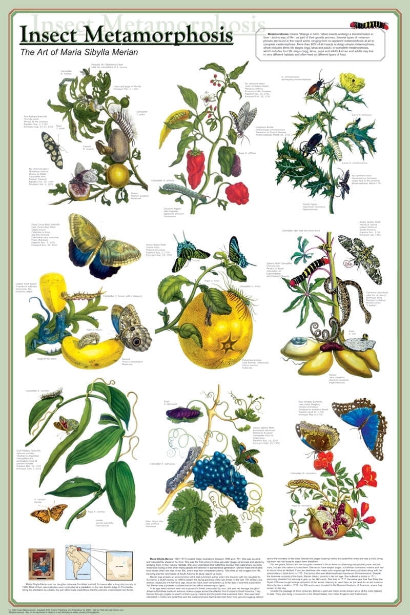Insect Metamorphosis Educational Poster 24x36 - Walmart.com