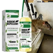 Bengal Crawling Insect Killer, Indoor and Outdoor Aerosol Ant and ...