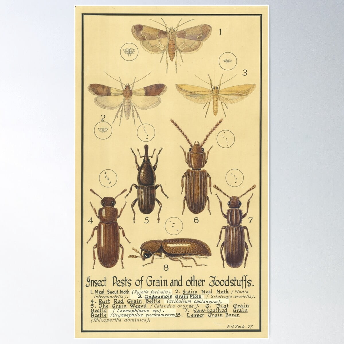 Insect Pests Of Grain And Other Foodstuffs Poster Wall Art, Modern Wall ...