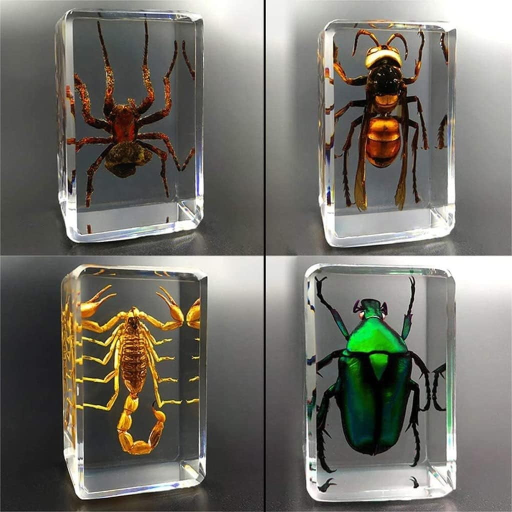 Insect Resin Spider Beetle Real Insect Paperweight Taxidermy Specimen ...