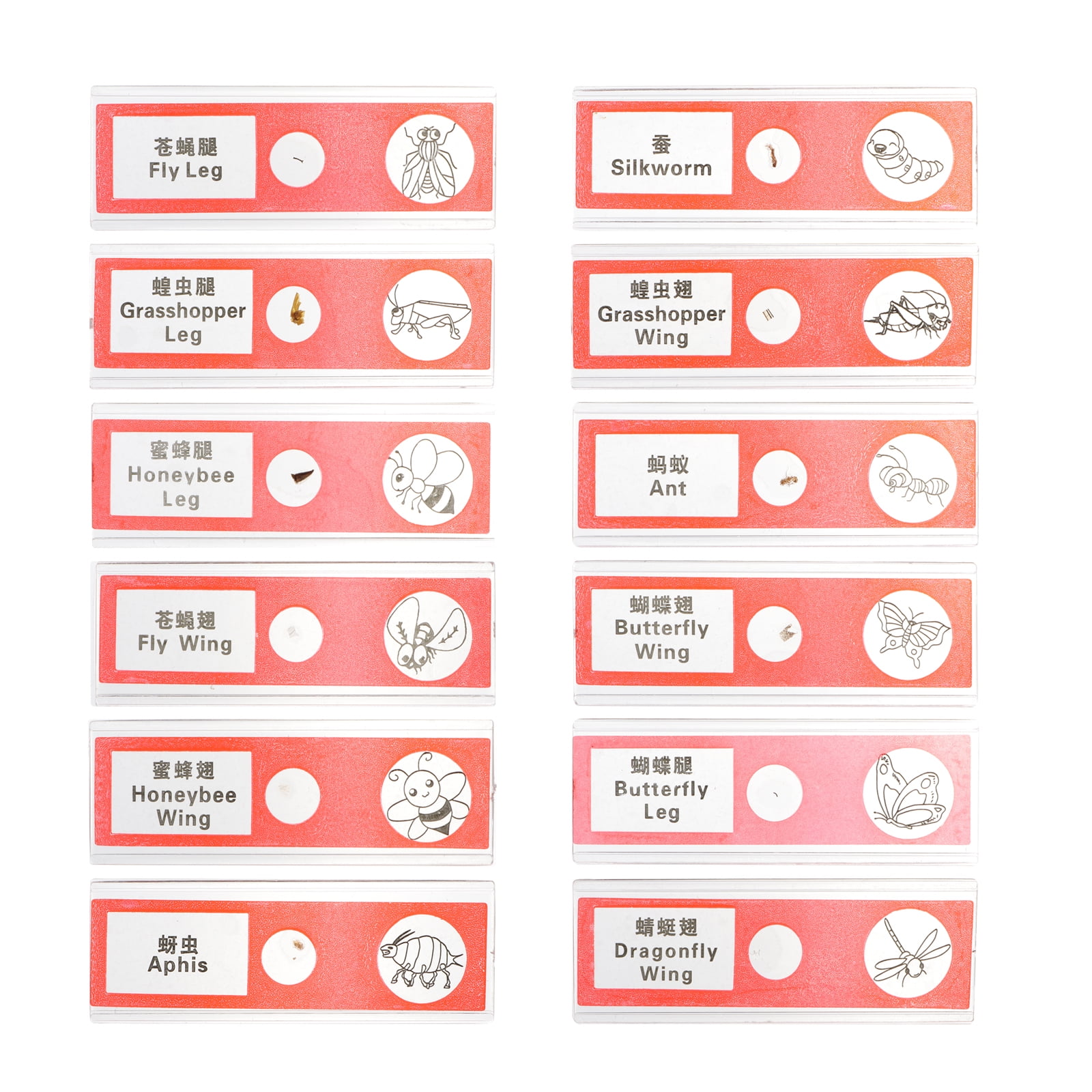 Insect Specimen Biology Prepared Slides Safe Teaching Supplies ...