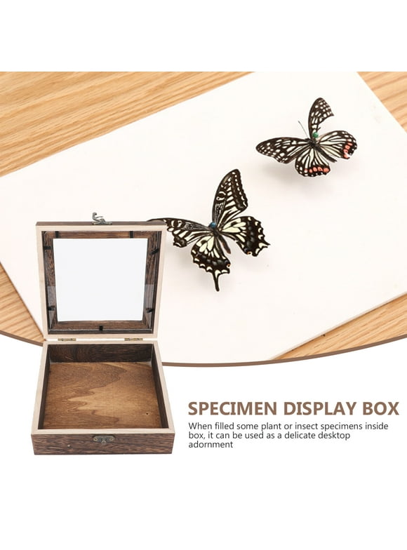 Insect Display Box