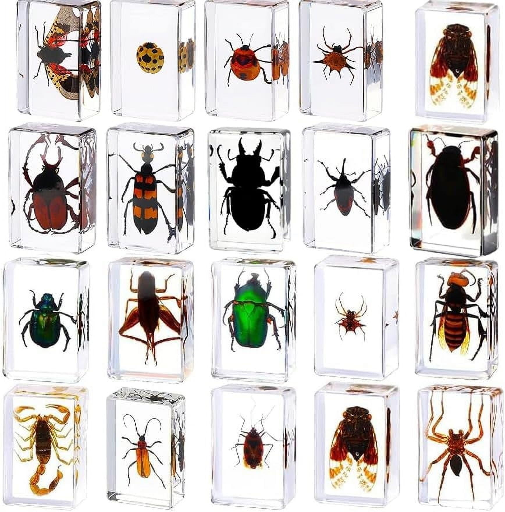 Insect Specimen Transparent Resin Spider Autumn Beetle Scorpion Wasp, Real Insects Insects In ...