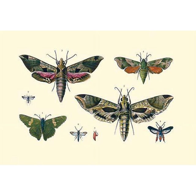 Insect Study #5-Fine Art Canvas Print (20" x 30") - Walmart.com