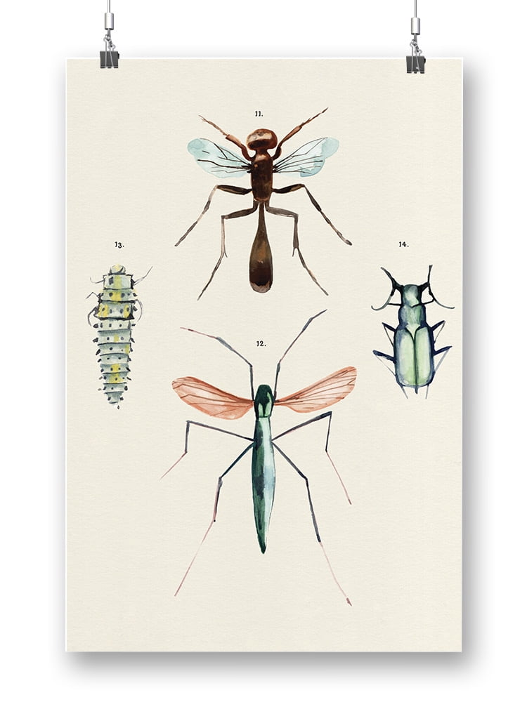 Insect Varieties Iii Poster - Annie Warren Designs, - Walmart.com